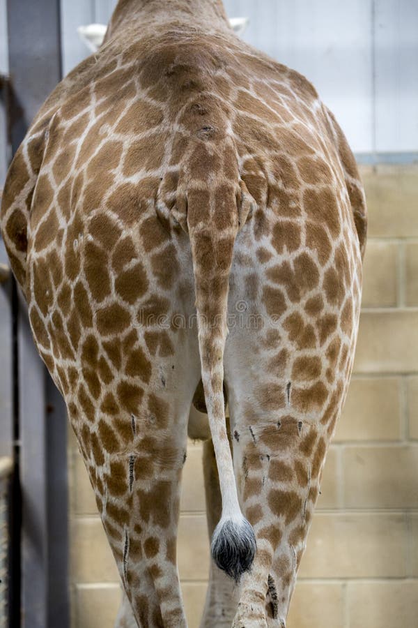 Close Up Detail of Giraffe Rear End Stock Photo - Image of patches ...