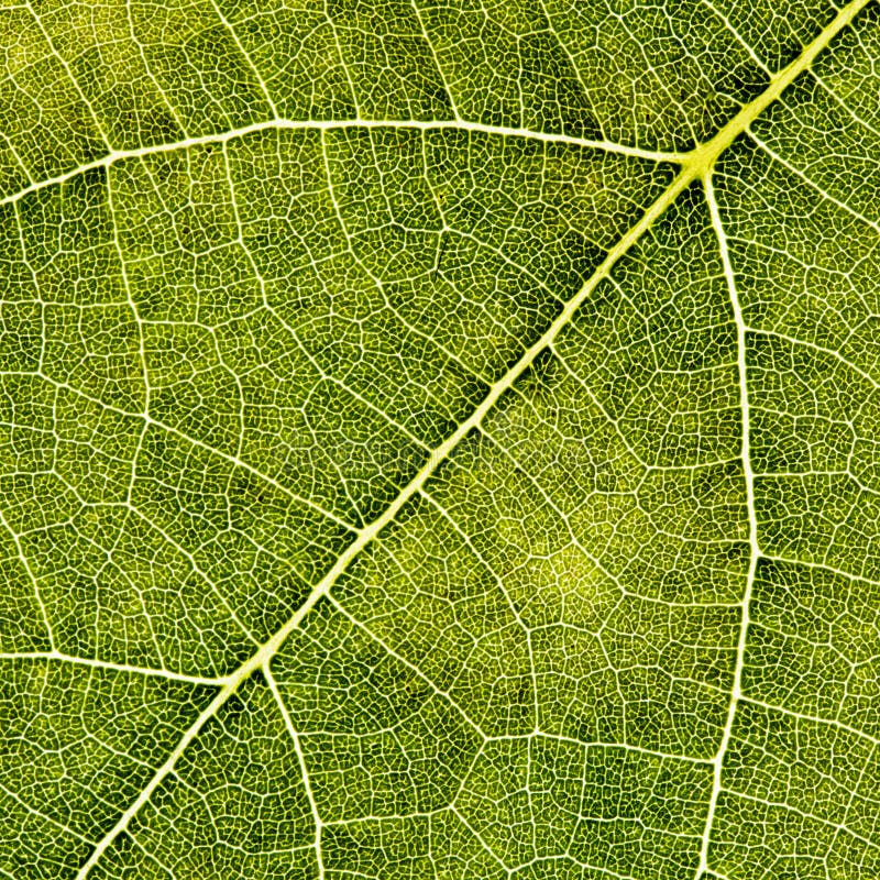 Detail of a leaf stock photo. Image of detail, green - 107064870