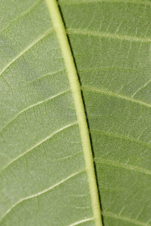 Close Up Detail of Green Leaf of Tree Stock Image - Image of botanical ...