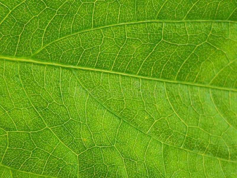 Detail of Guava Tree Leaves, Guava Tree Concept Stock Photo - Image of ...
