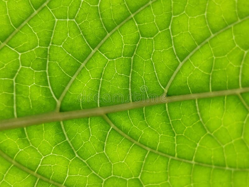 Detail of Guava Tree Leaves, Guava Tree Concept Stock Photo - Image of ...