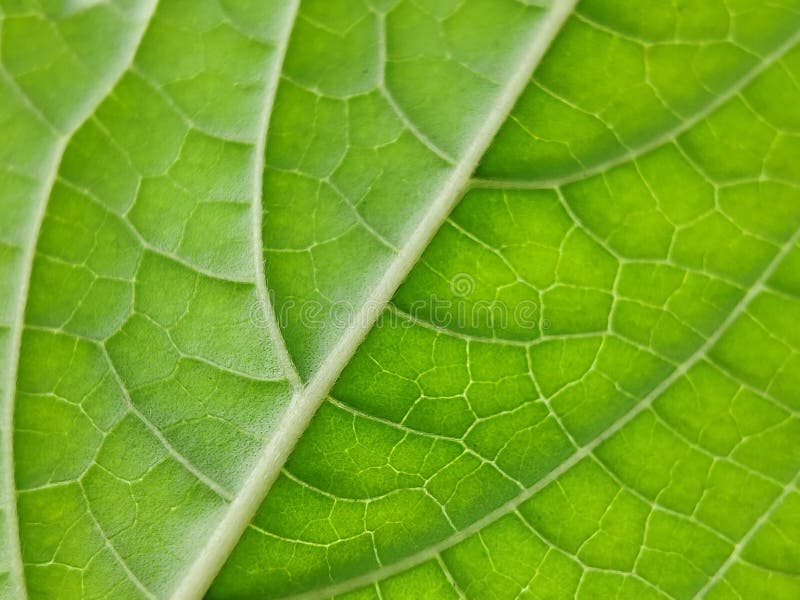 Detail of Guava Tree Leaves, Guava Tree Concept Stock Photo - Image of ...