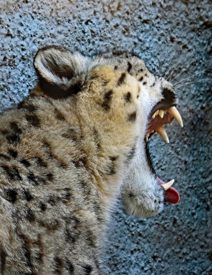 Snow Leopard stock image. Image of spotted, mouth, nose - 99701027