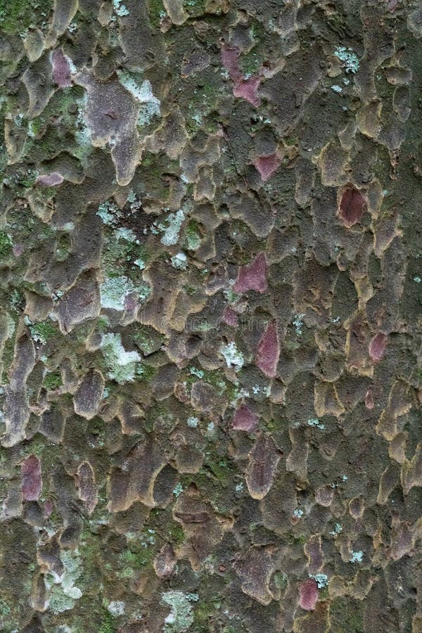 Matai Tree Bark Stock Photos - Free & Royalty-Free Stock Photos from ...