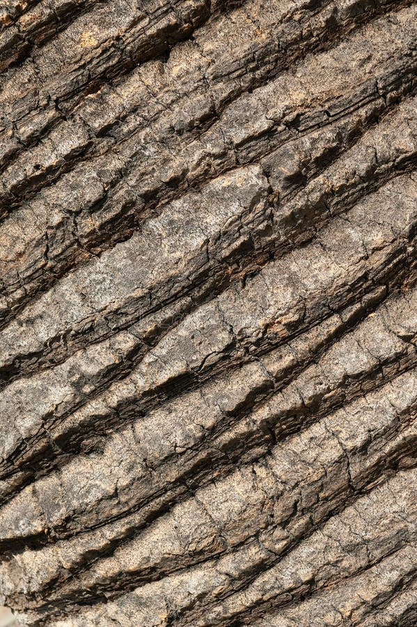 Close-up Detail of Palm Tree Bark Texture Stock Image - Image of palm ...