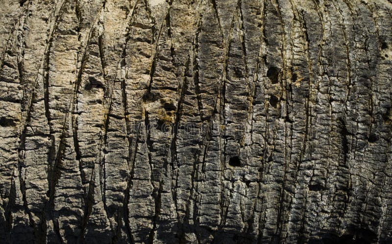 Palm tree texture stock image. Image of repeating, gray - 30244921