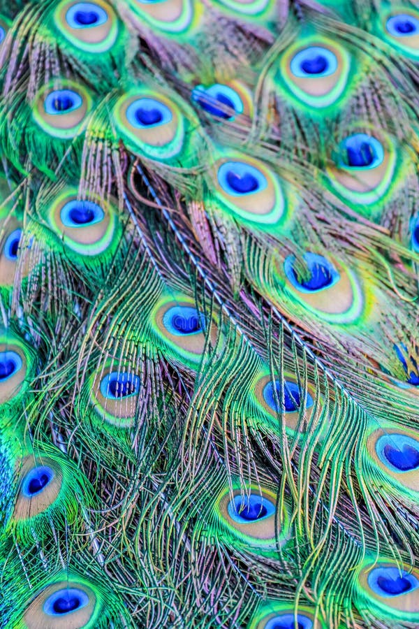 Close-up Detail of a Peacock S Tail Feathers. Stock Photo - Image of ...