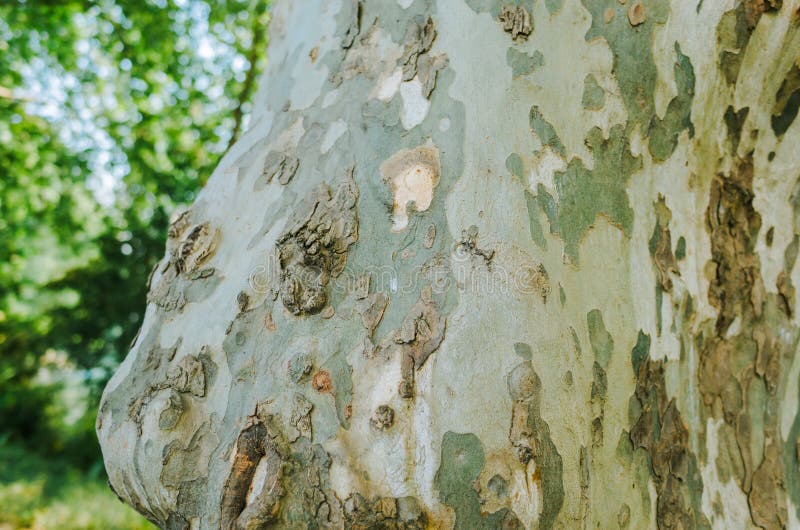 Close Up Detail of Plane Tree Bark Stock Photo - Image of background ...