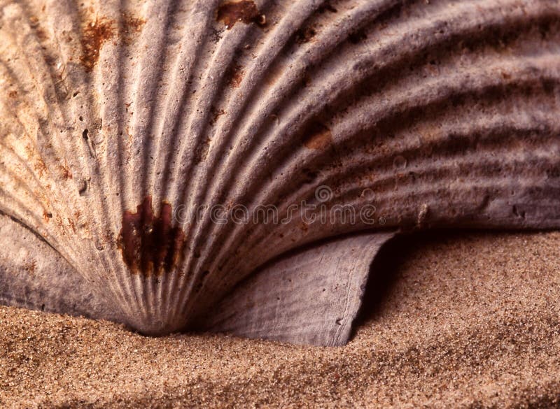 Scallop Shell Partially Buried in the Sand on the Beach Stock Image ...