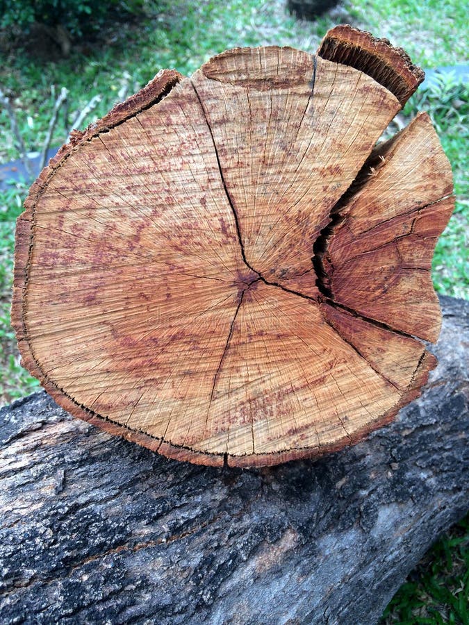 Close Up of Detail on the Spruce Trunk after Cutting Stock Image ...