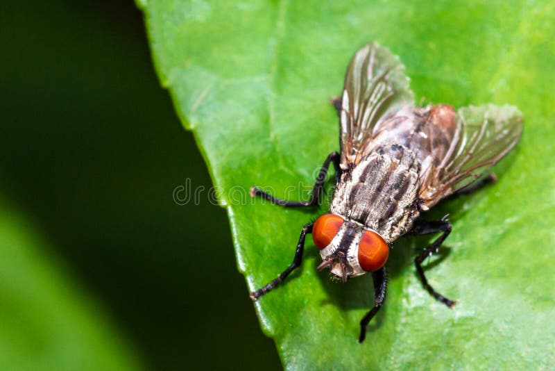 Close Up Macro Detail Top Down View of a Housefly on Green Leaf Stock ...