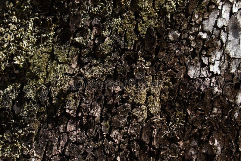 Close Up Detail of Tree Bark Stock Image - Image of closeup, plant ...