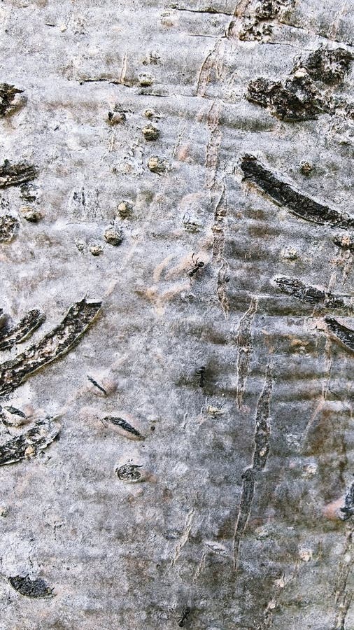 Close-up Detail of a Tree Bark with Rough Texture with Ant in Center ...