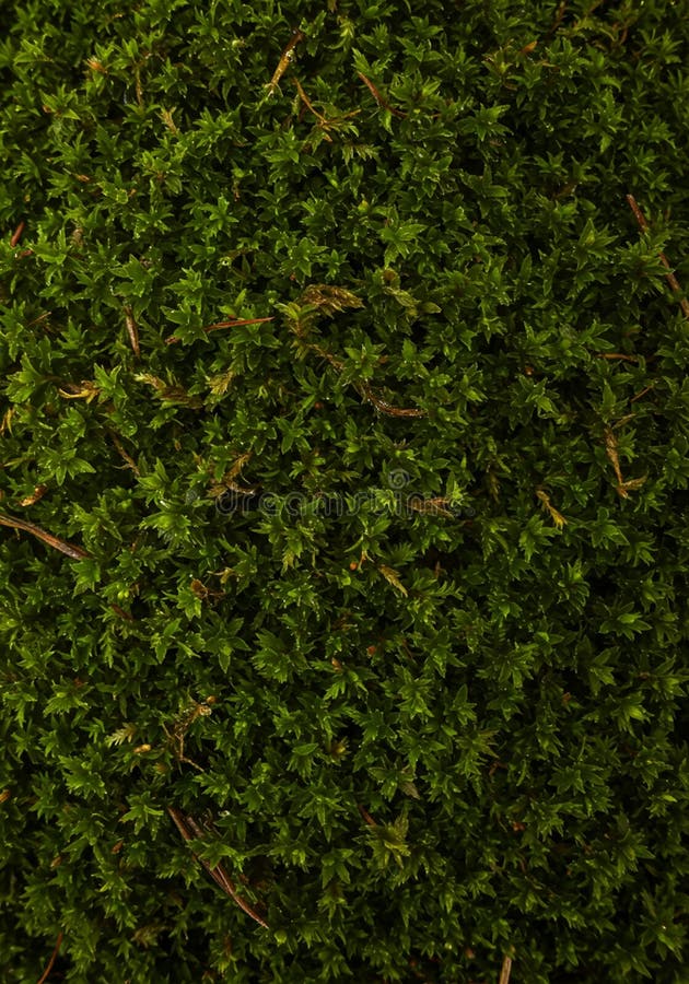 Close Up Detailed Green Moss Texture Background Stock Illustration ...