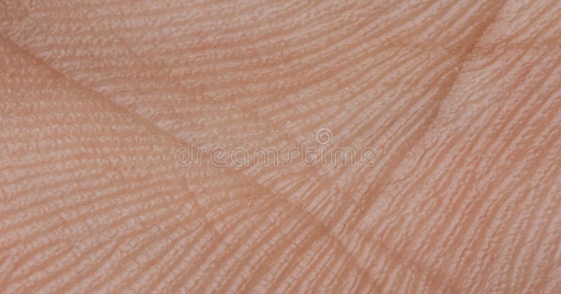 Close-up Detailed Map of the Skin of the Human Palm Stock Photo - Image ...