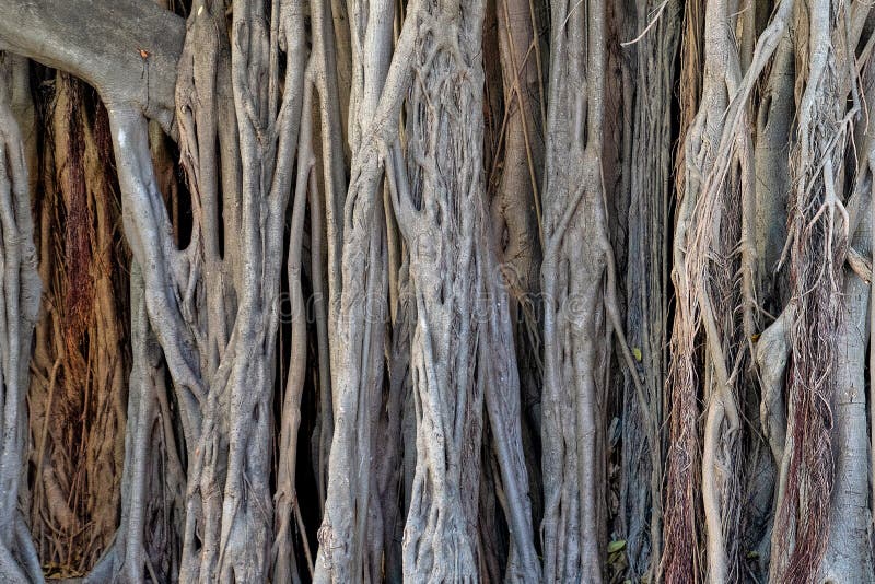 Banyan tree trunk texture stock photo. Image of aged - 144235402