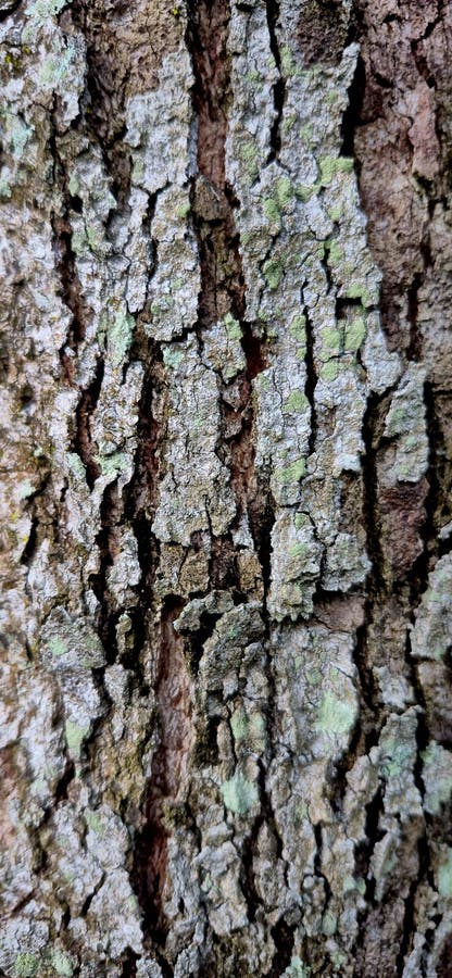 Close Up Detailed Picture of Wood, Displaying the Wood Texture Stock ...