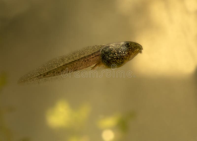 Small Tadpoles 2 Stock Photos - Free & Royalty-Free Stock Photos from ...