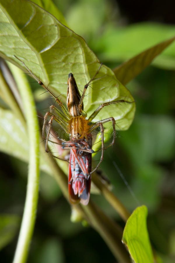 Spider killing fly stock image. Image of close, hunting - 10662999