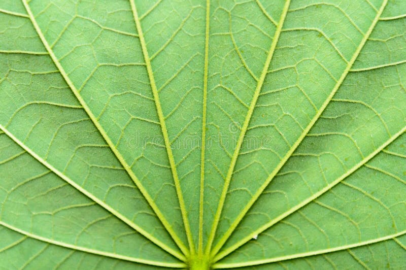 177 Leaf Vain Stock Photos - Free & Royalty-Free Stock Photos from ...