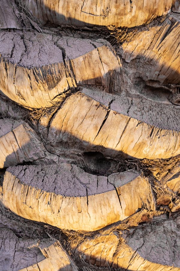 Close-up Detailed View of Palm Tree Trunk Texture Illuminated by the ... Close-up Detailed View of Palm Tree Trunk Texture Illuminated by the ...
