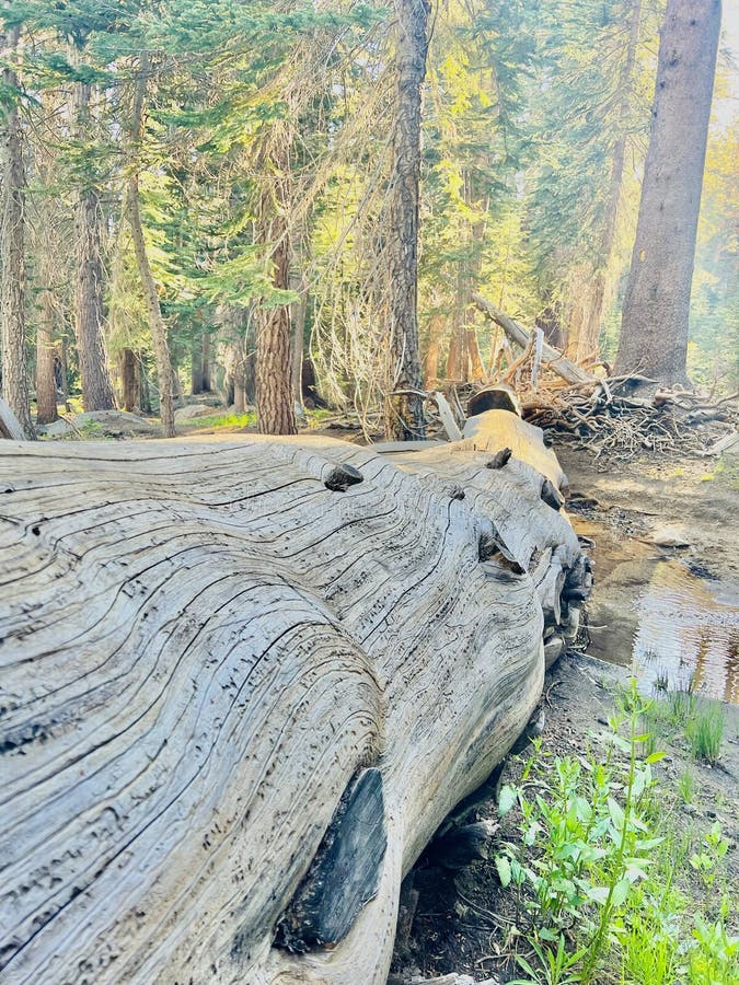 Nature S Tapestry: Close-up of Fallen Tree Stock Photo - Image of ...
