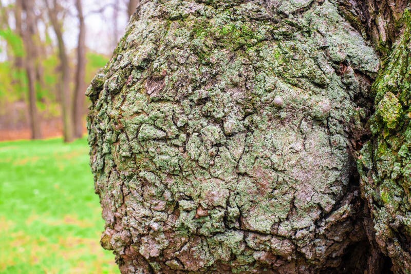 Tree Trunk and Bark Detailed Image Stock Photo - Image of plant, burl ...