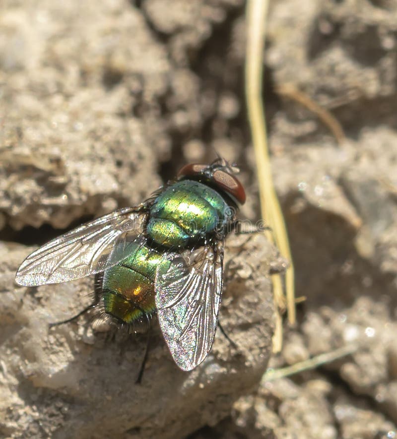 Close Up Details of Flies.Fly on Leaf Stock Photo - Image of legs ...