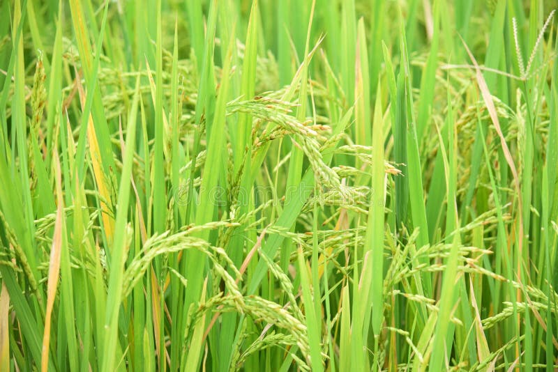 Close Up Details of Paddy Plants in the Fields, Paddy Ready To Be ...