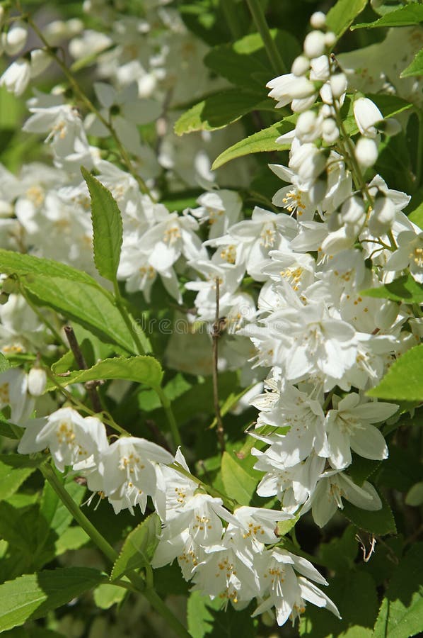 Close-up of Deutzia Gracilis Nikko in Bloom Stock Photo - Image of ...