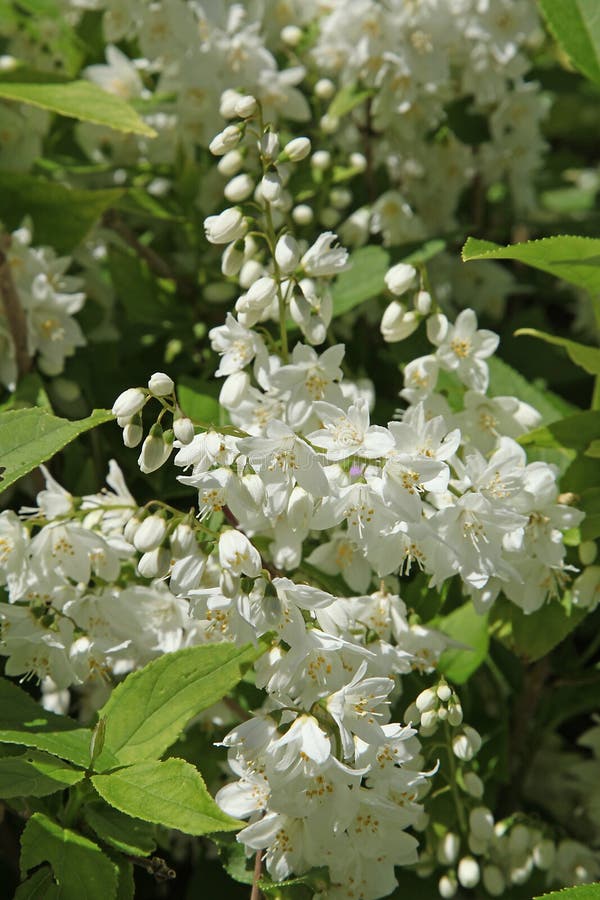 Close-up of Deutzia Gracilis Nikko in Bloom Stock Image - Image of ...