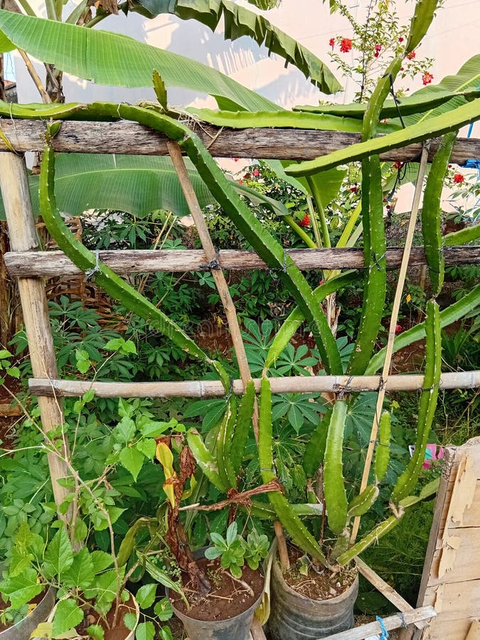 Close-Up of Developing Dragon Fruit Plant Stock Image - Image of jungle ...
