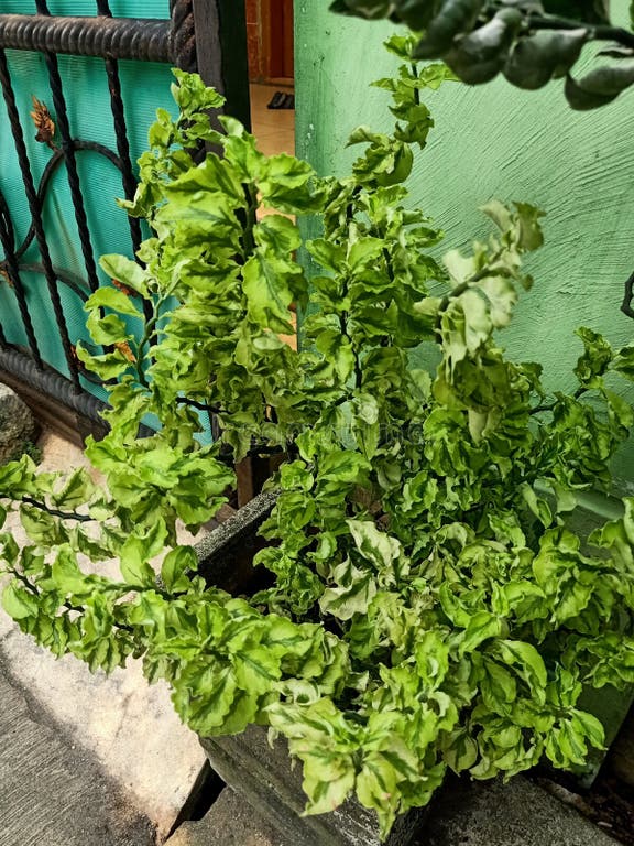 Close Up of Devil S-backbone Plant Stock Photo - Image of leaf, texture ...