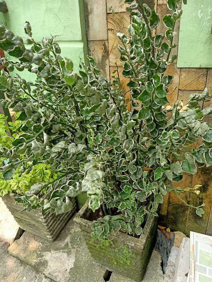 Close Up of Devil S-backbone Plant Stock Photo - Image of houseplant ...