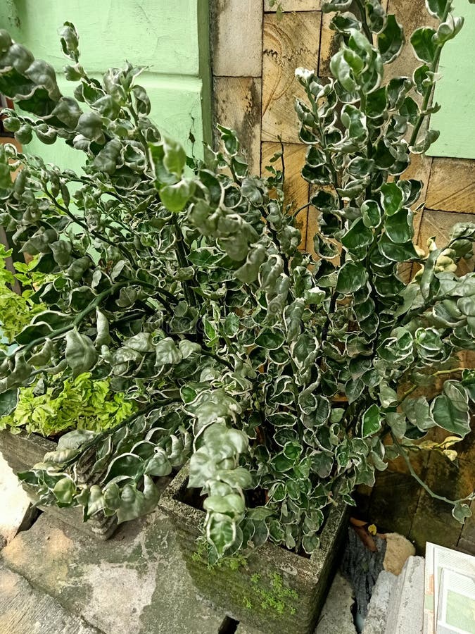 Close Up of Devil S-backbone Plant Stock Image - Image of landscape ...