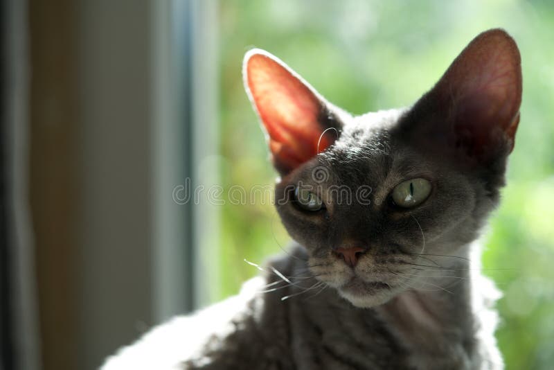 Grey Devon Rex Kitten Yawning Stock Image - Image of pretty, feline ...