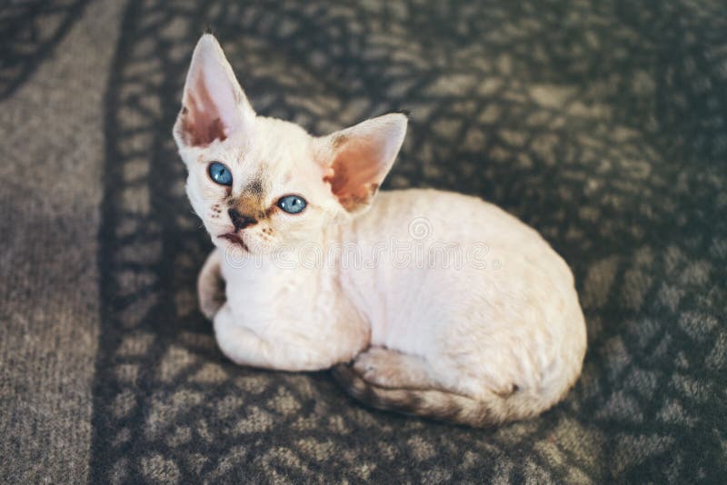 Close-up of Devon Rex Kitten with Blue Eyes Stock Photo - Image of ...