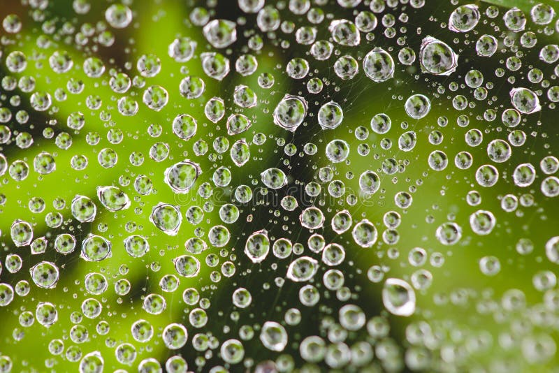 Close-up of Dew Droplets on the Spider Web. Stock Image - Image of ...