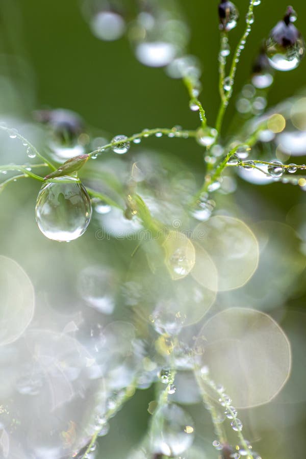 Close-up of Dew Drops Hanging on the Grass Stock Photo - Image of grass ...