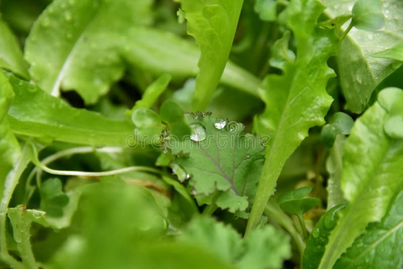 Dew drops on lettuce stock image. Image of leaf, drop - 222116821
