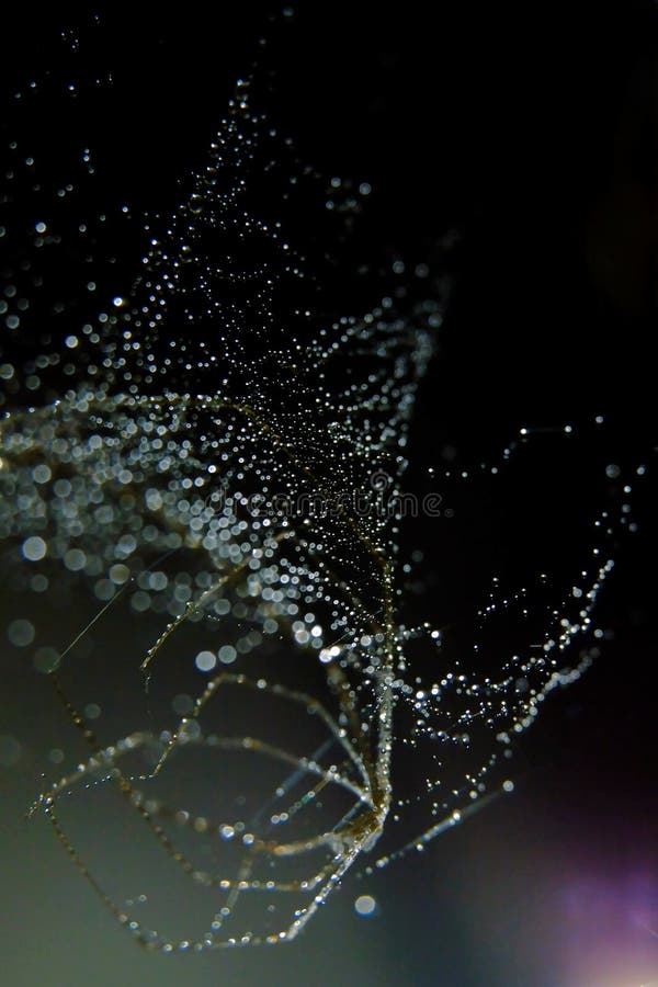 Close-up of Dew Drops on a Spider Web Stock Photo - Image of circle ...