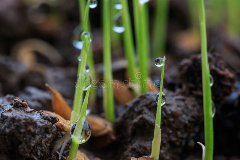 Close Up,Dew Drops On Top Of Young Rice Plants Stock Photo - Image of ...