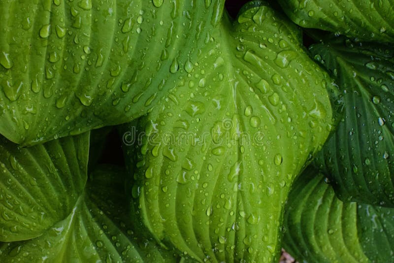 Close-up, Dew, Green Picture. Image: 109905312