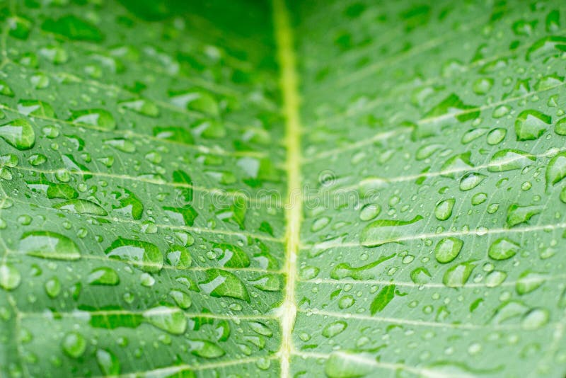 Close Up of Dew on Leaves Texture Background Stock Image - Image of ...