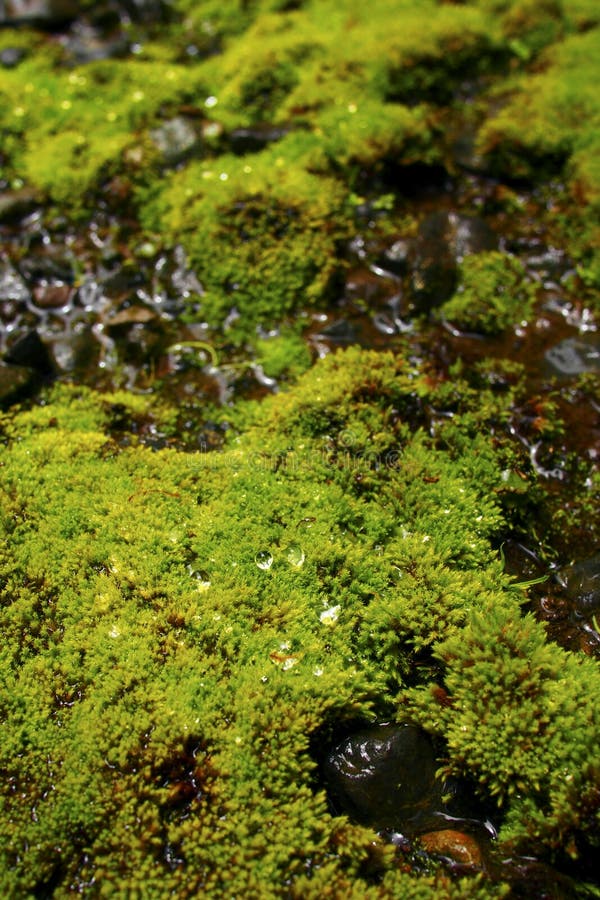 Water drops on green moss stock photo. Image of leaf - 112037478