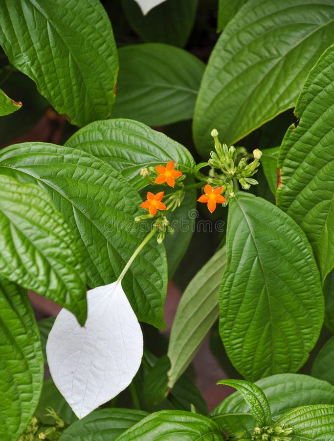 Dhobi Tree Flower Stock Photos - Free & Royalty-Free Stock Photos from ...