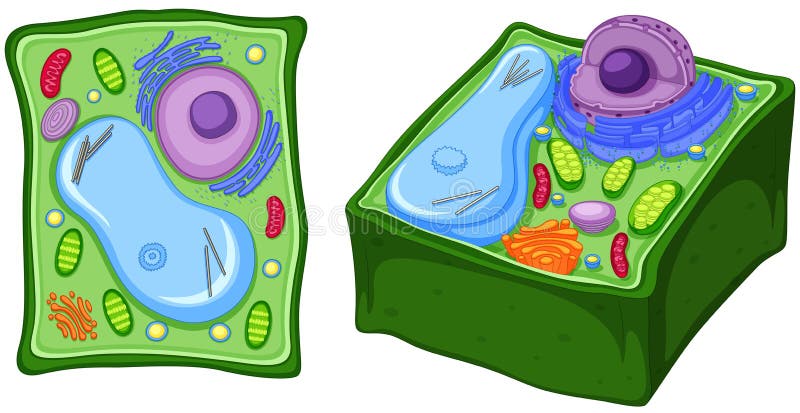 Close Up Diagram of Plant Cell Stock Vector - Illustration of close ...