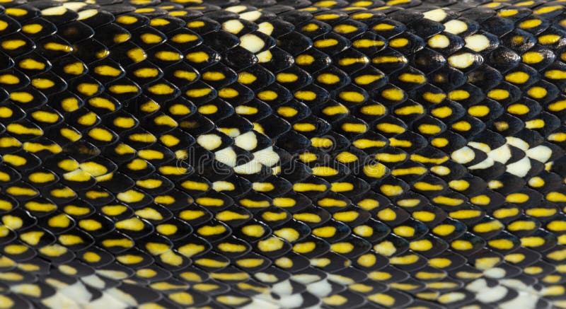 Close Up of a Snake, Royal Python Stock Image - Image of reptile ...