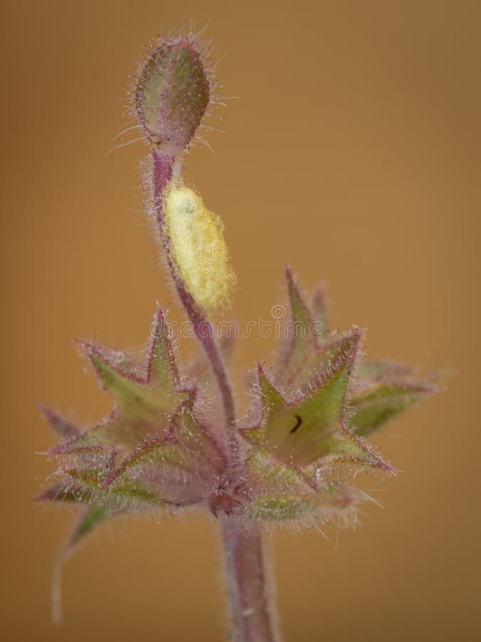 A Close-up of a Diamondback Moth Pupa Stock Image - Image of insect ...