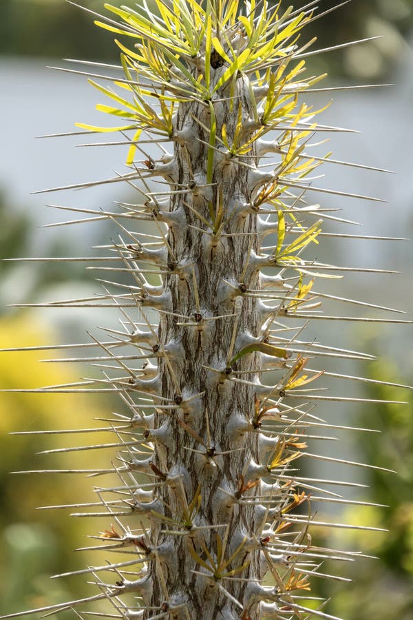Close Up of Didierea Madagascariensis Plant Stock Photo - Image of ...